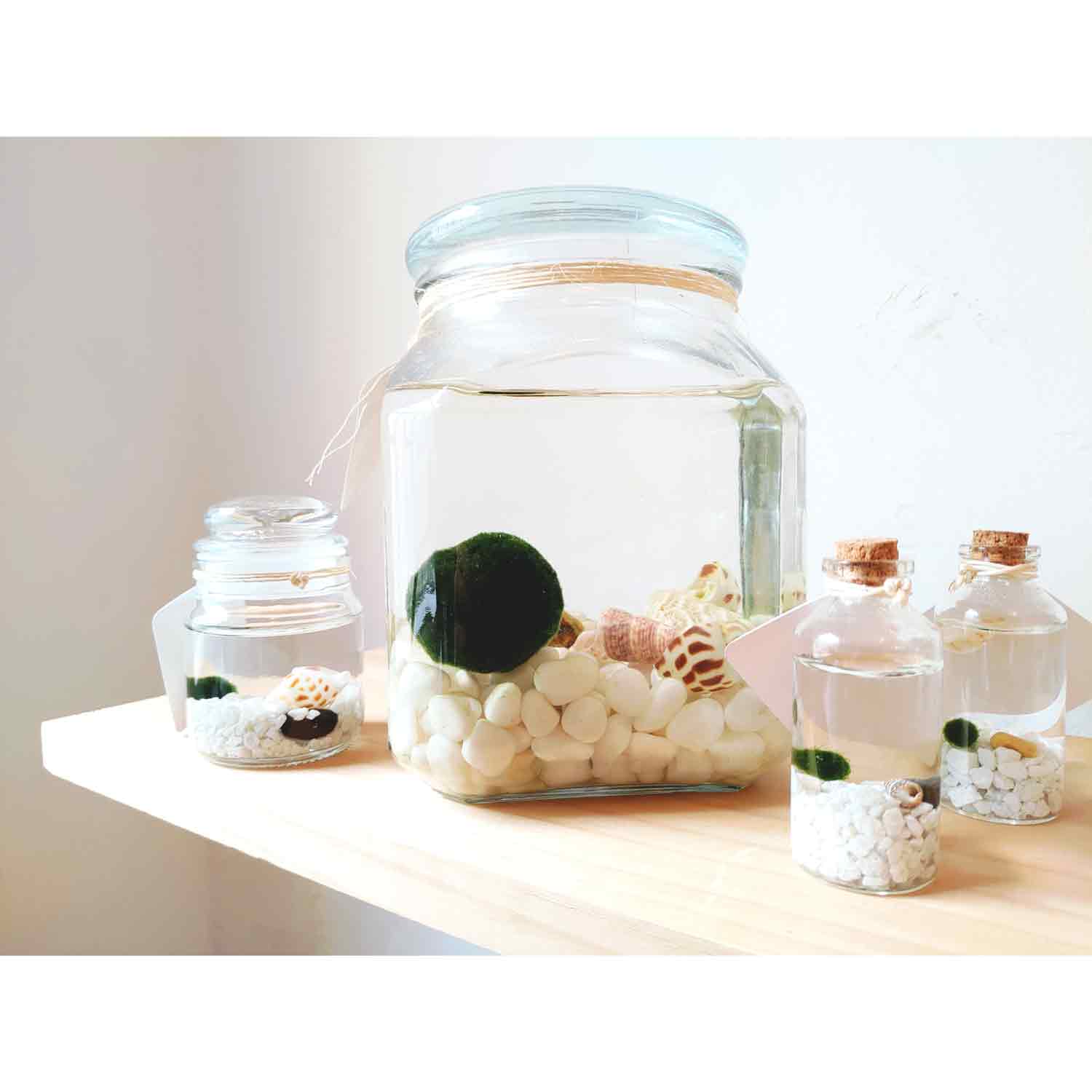 Marimo – DONAIRE