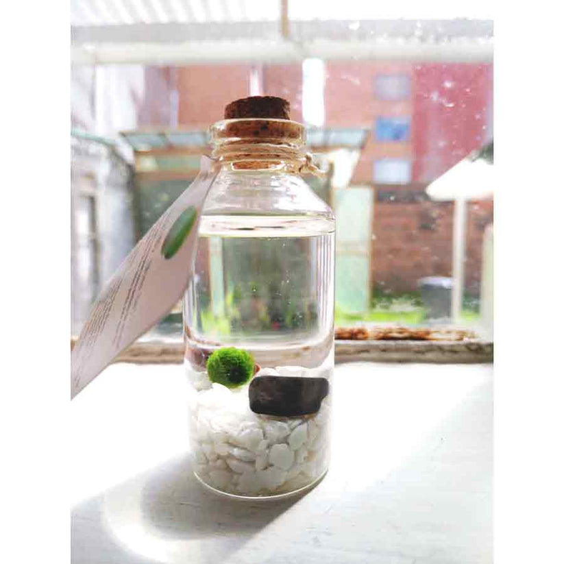 Marimo "Moss Ball" Mini – DONAIRE