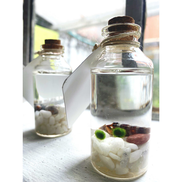 Marimo – DONAIRE