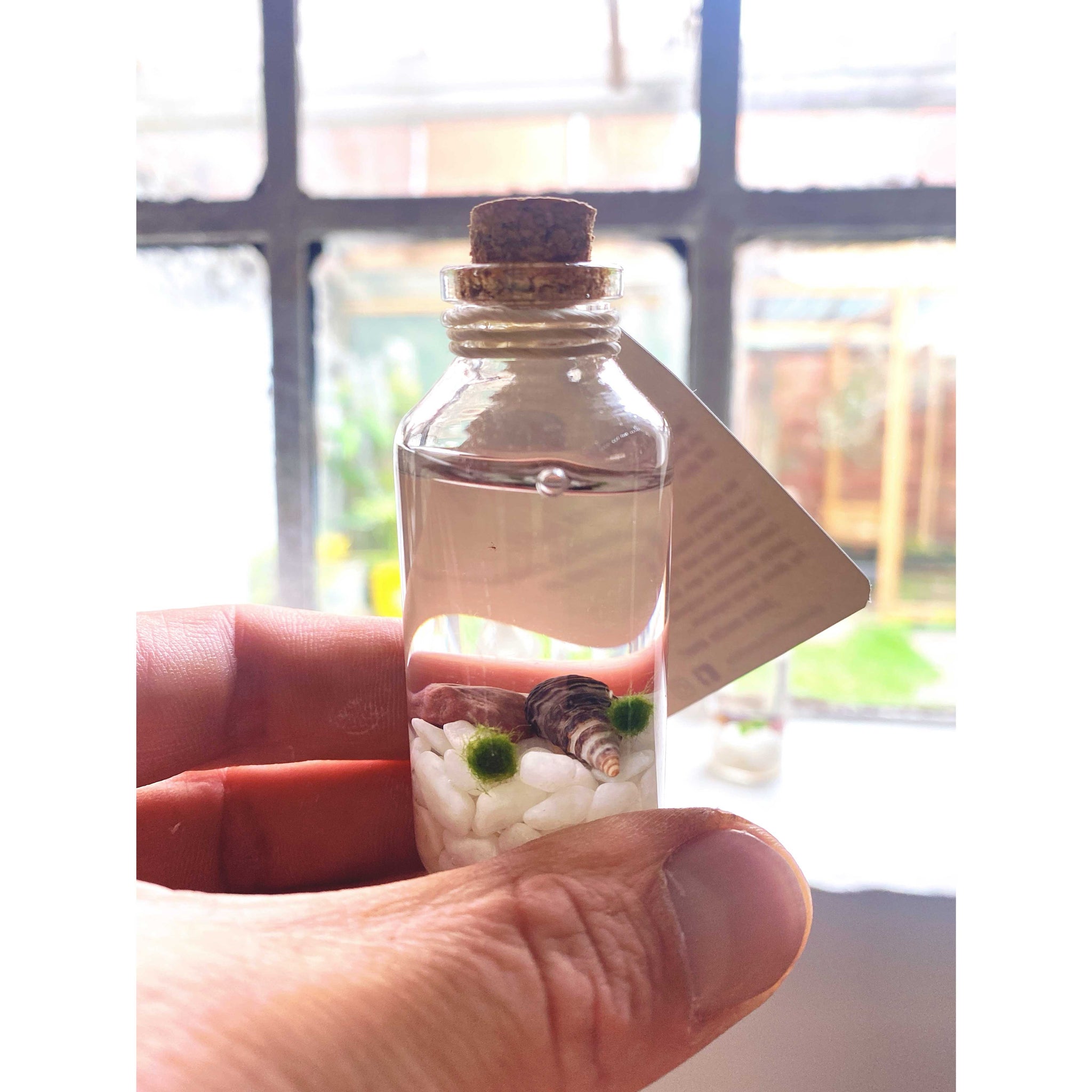 Marimo "Moss Ball" Mini Doble – DONAIRE